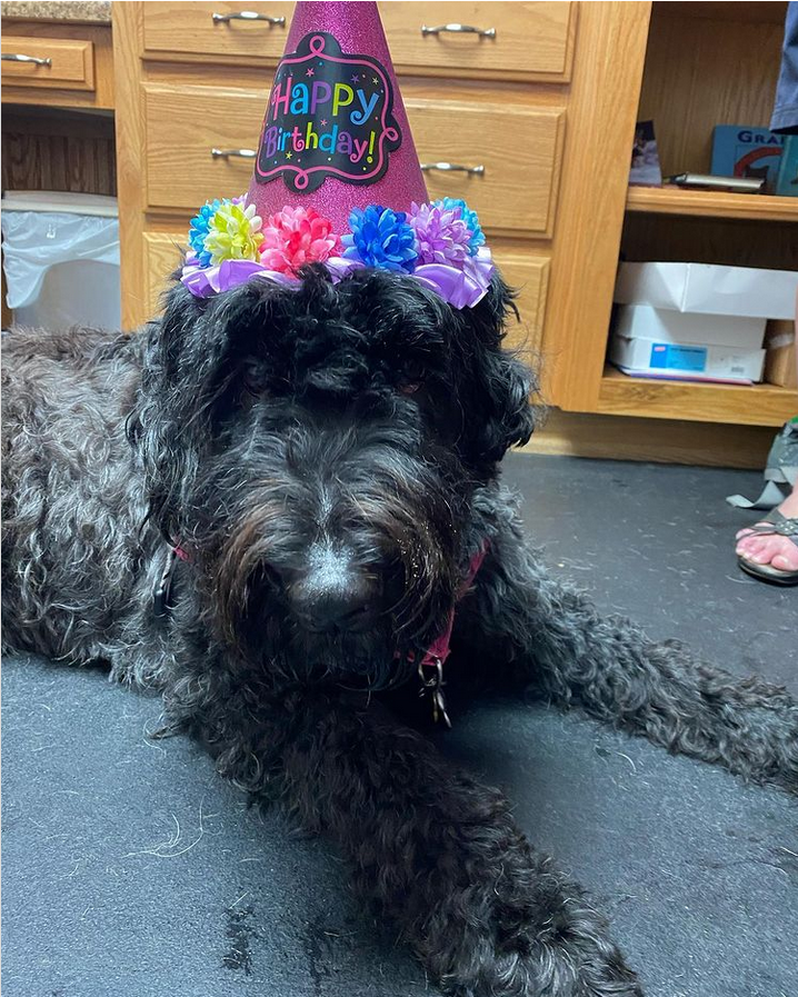 OCTOBER PATIENT OF THE MONTH: TASHA ABRAMS | Veterinary Sports Medicine ...