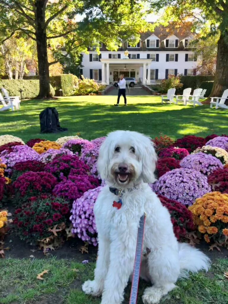 FEBRUARY PATIENT OF THE MONTH: PAISLEY | Veterinary Sports Medicine ...